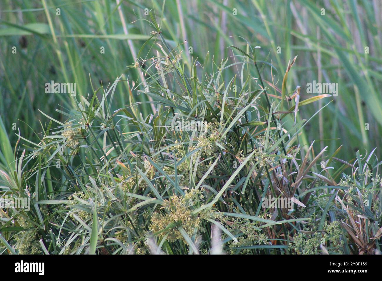 Mat Sedge (Cyperus textilis) Plantae Stock Photo - Alamy