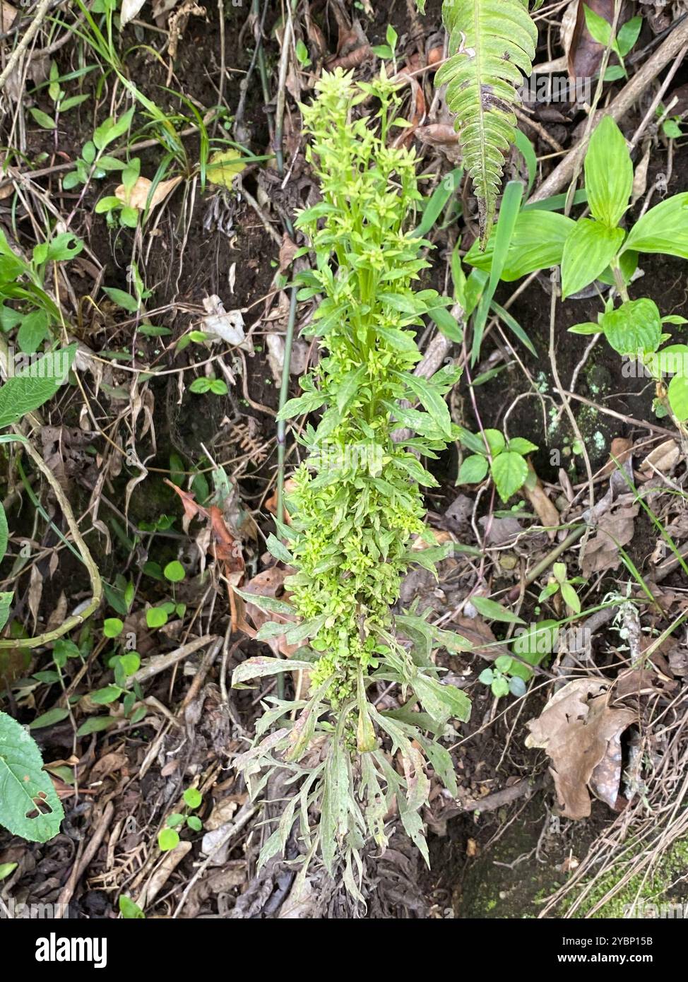 vascular plants (Tracheophyta) Plantae Stock Photo - Alamy