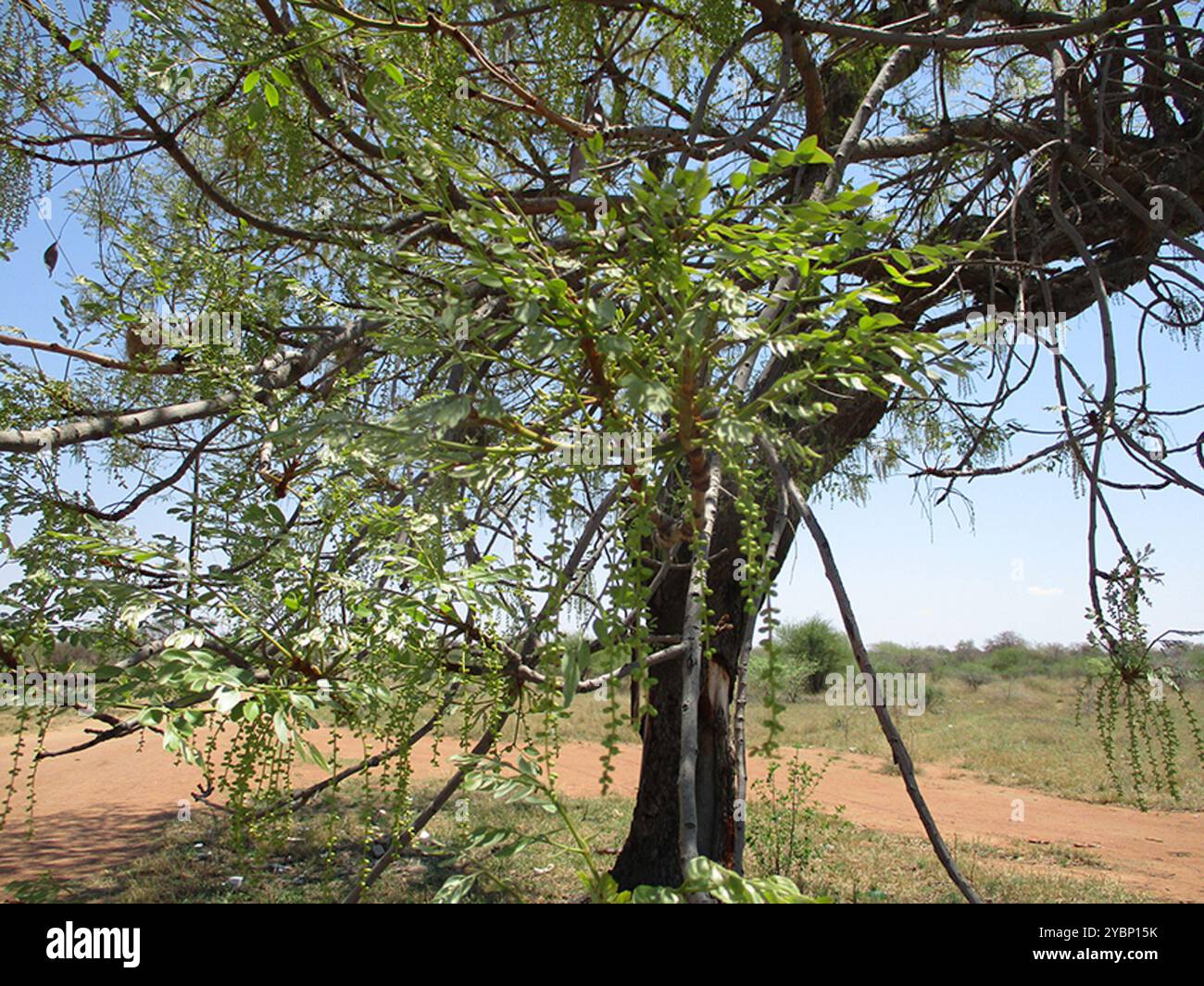 wild syringa (Burkea africana) Plantae Stock Photo - Alamy