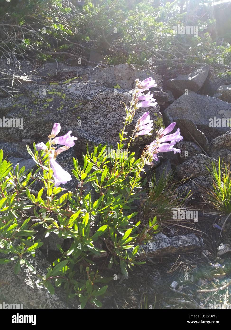 Bush Penstemon (Penstemon fruticosus) Plantae Stock Photo - Alamy