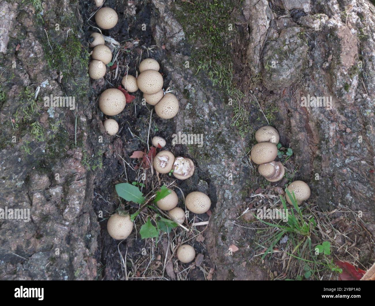 Pear-shaped Puffball (Apioperdon pyriforme) Fungi Stock Photo - Alamy