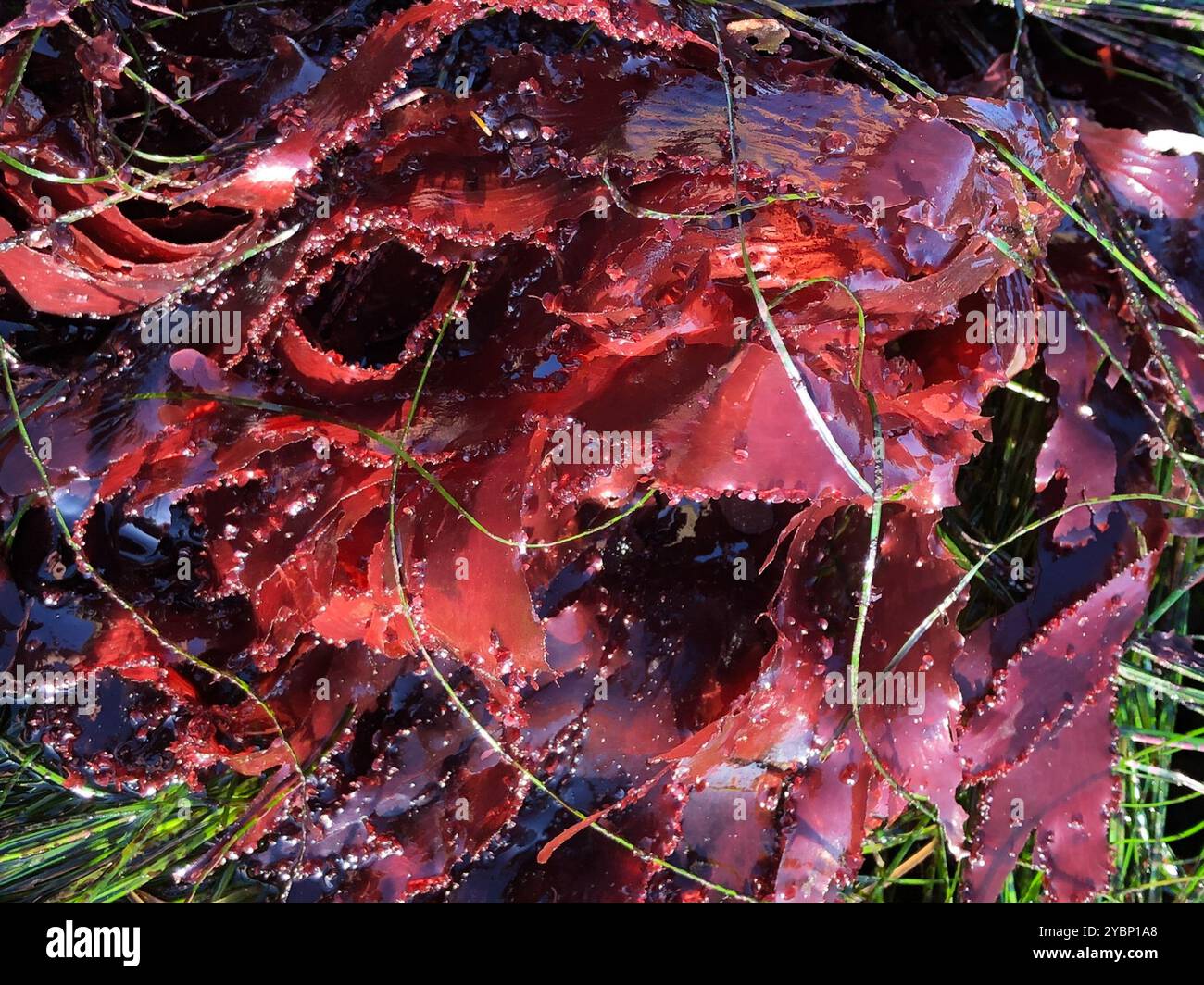 Grape Tongue (Cryptopleura ruprechtiana) Plantae Stock Photo - Alamy