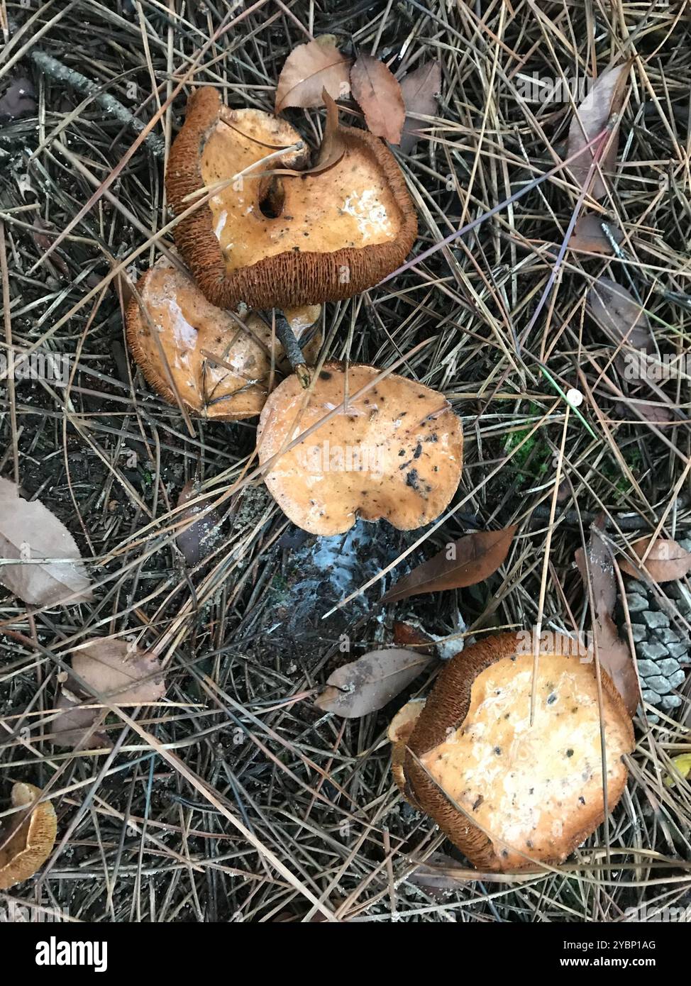 Brown Roll-Rim (Paxillus involutus) Fungi Stock Photo - Alamy