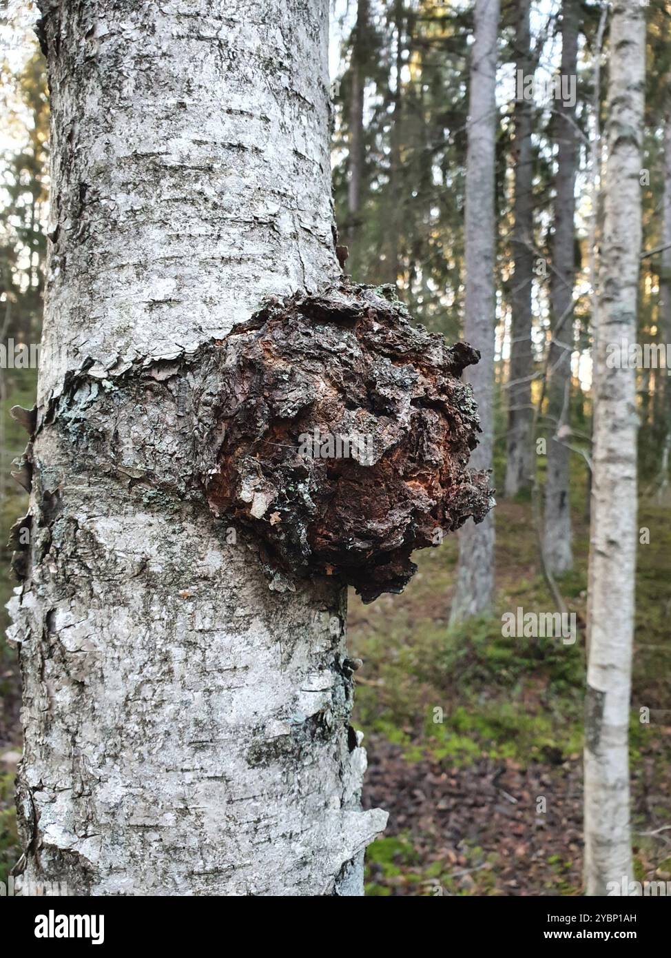 bacterial crown gall (Agrobacterium radiobacter Stock Photo - Alamy