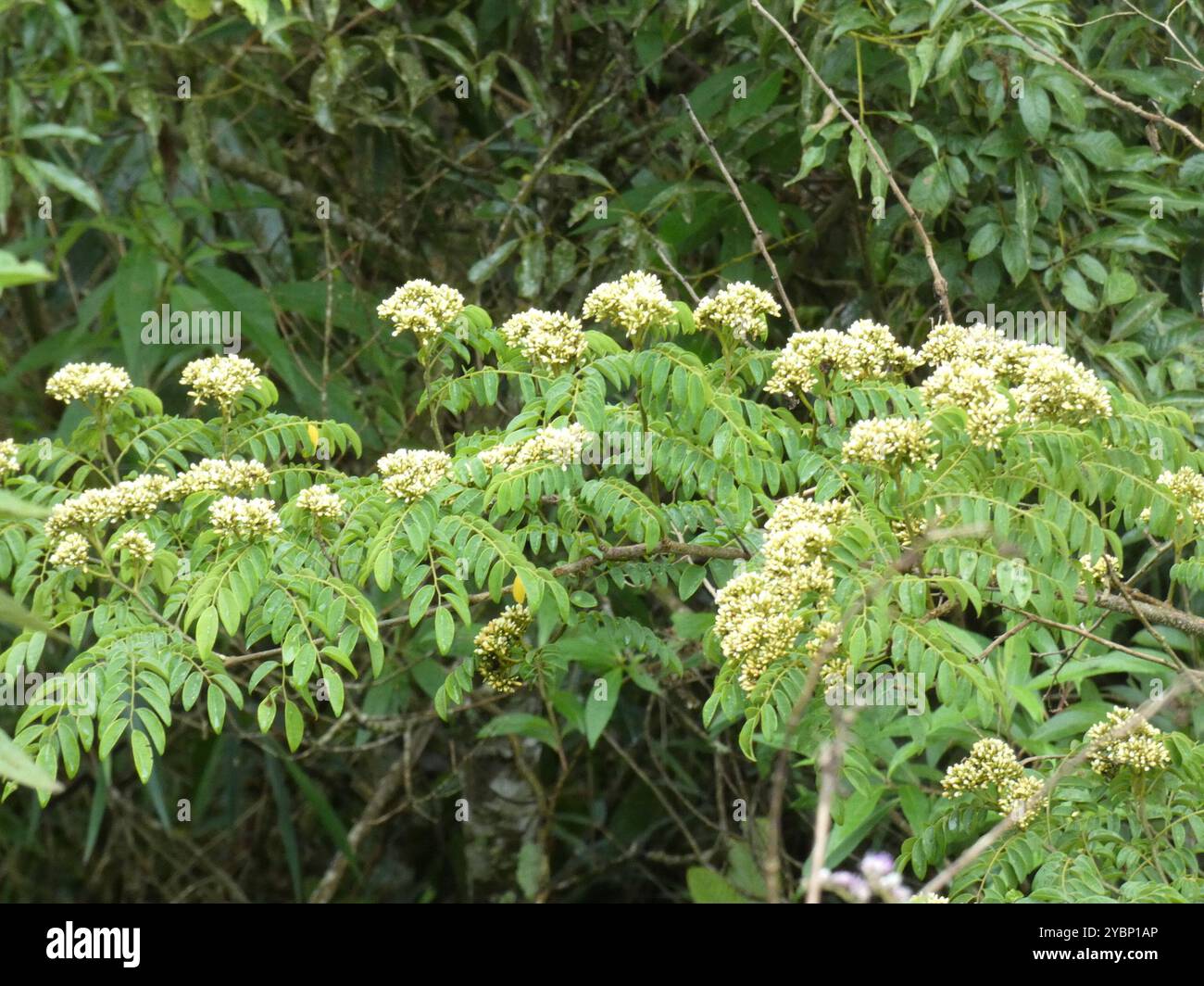 vascular plants (Tracheophyta) Plantae Stock Photo - Alamy