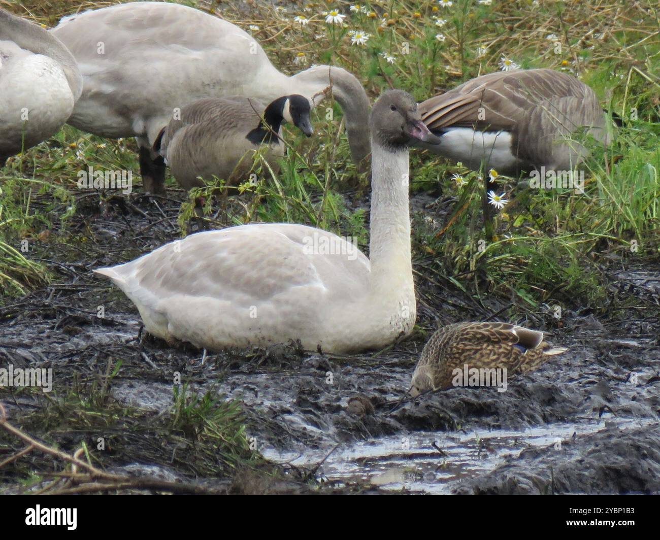 Trumpeter Swan (Cygnus buccinator) Aves Stock Photo - Alamy