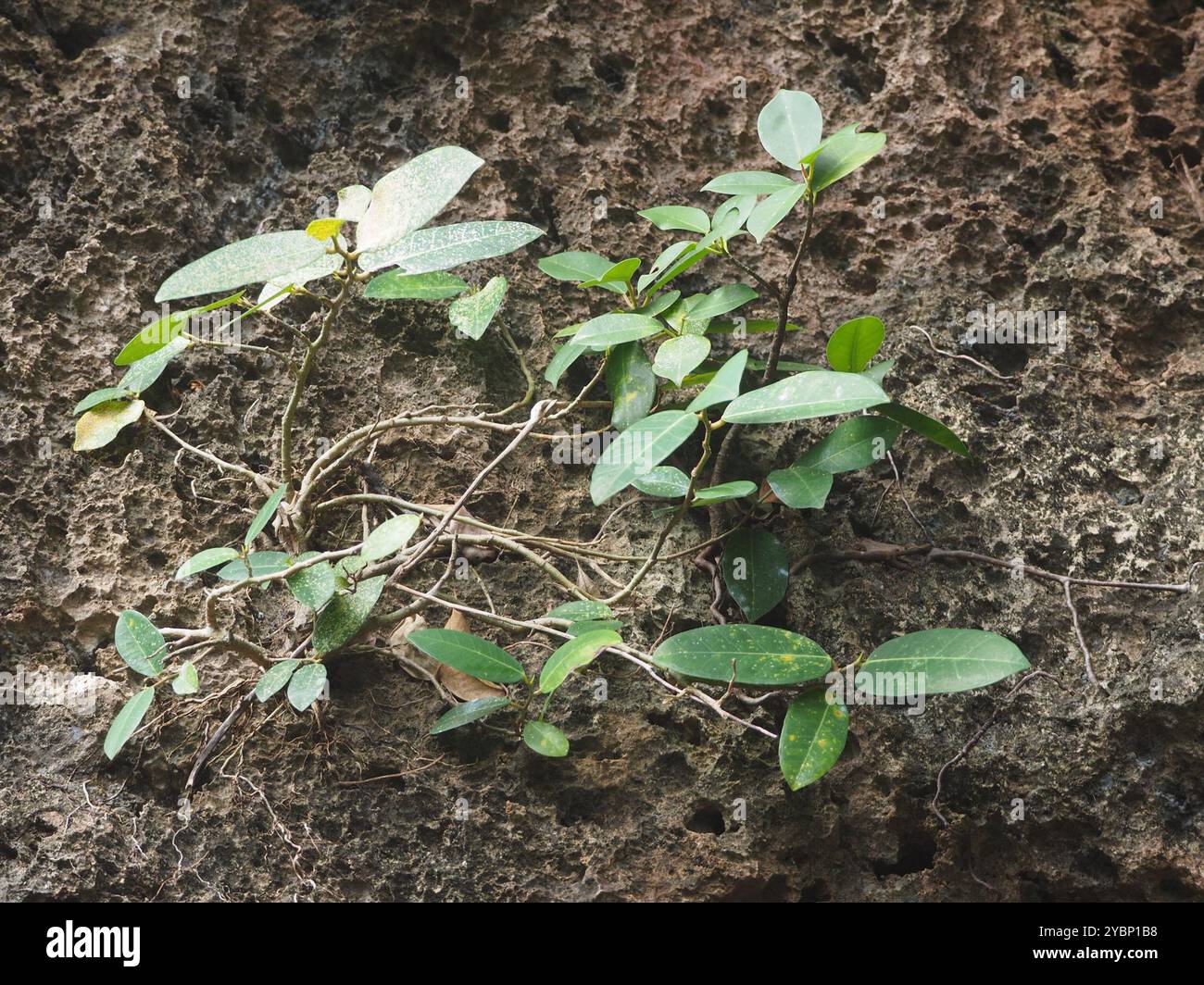 Dye fig (Ficus tinctoria) Plantae Stock Photo - Alamy