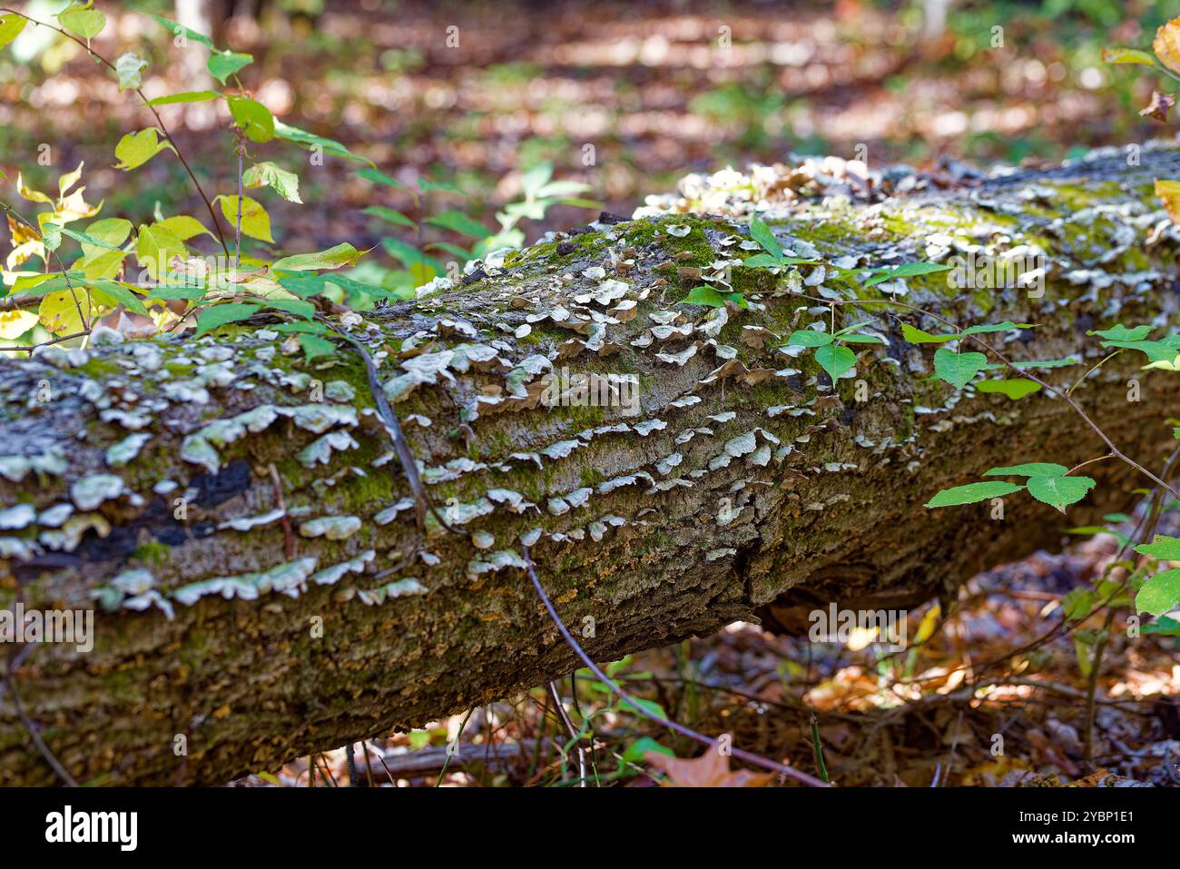 Fungi Turkey tail (Trametes versicolor). It commonly grows in tiled ...