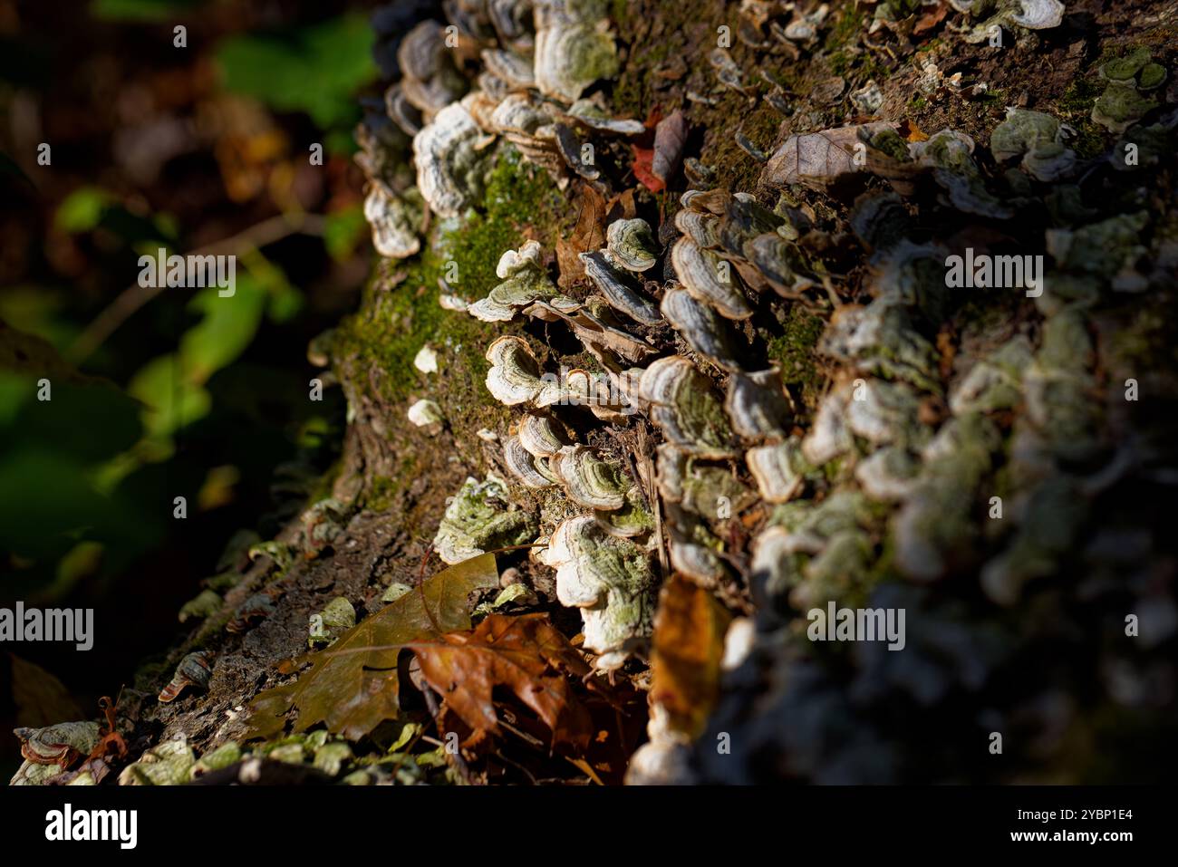 Fungi Turkey tail (Trametes versicolor). It commonly grows in tiled ...