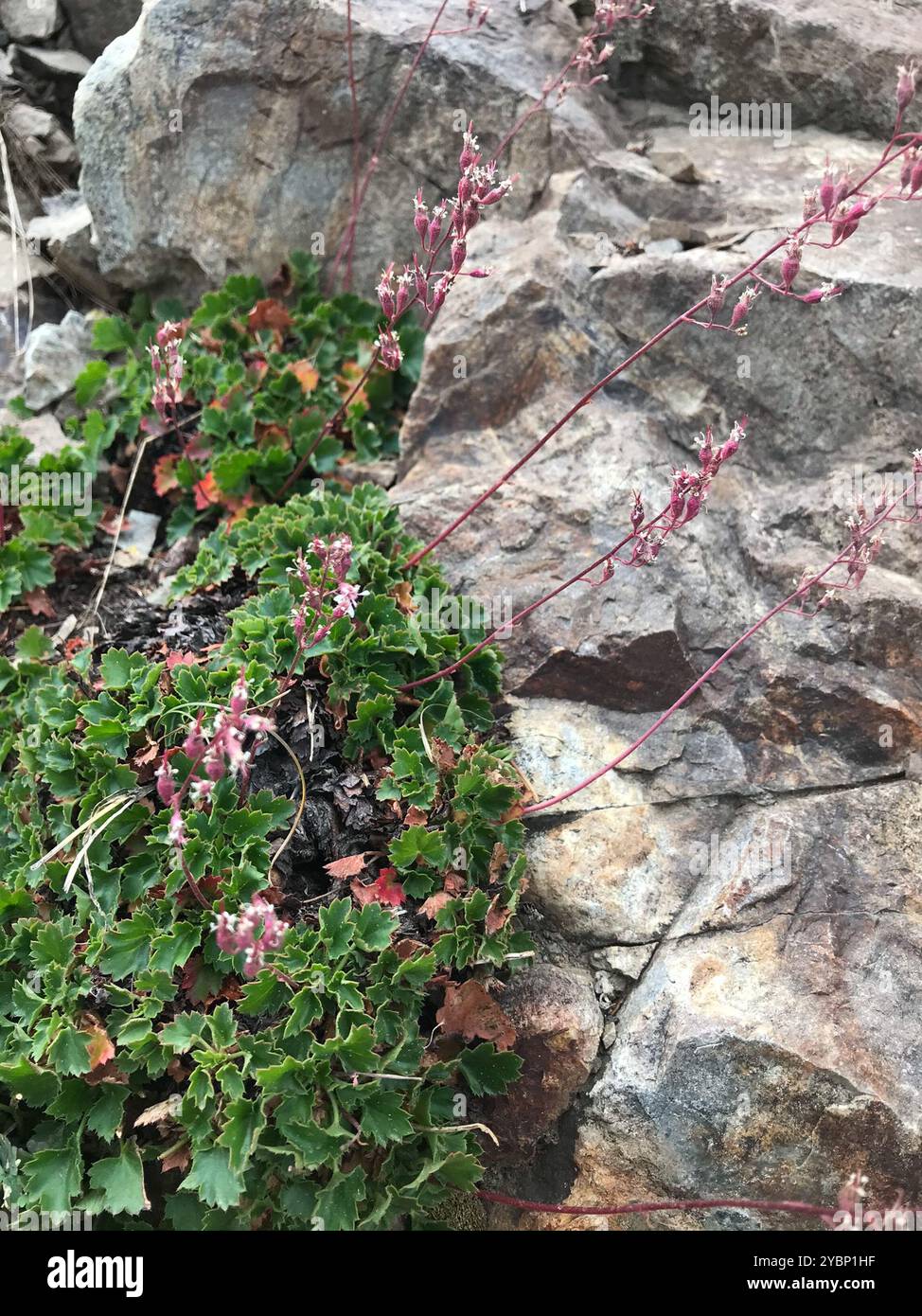 pink alumroot (Heuchera rubescens) Plantae Stock Photo - Alamy