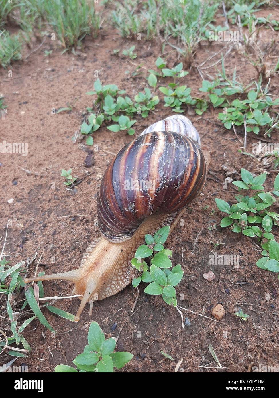 Giant Blonde Snail (Lissachatina immaculata) Mollusca Stock Photo - Alamy