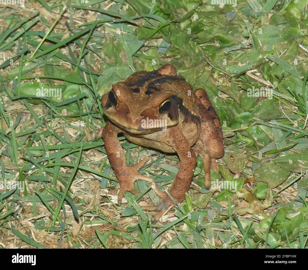 Ornate Forest toad (Rhinella ornata) Amphibia Stock Photo - Alamy