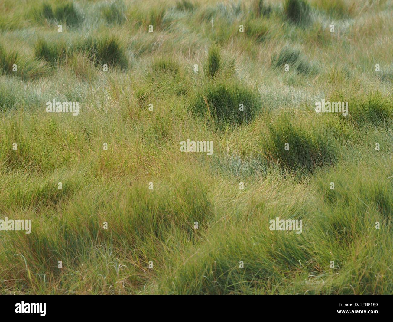 seashore dropseed (Sporobolus virginicus) Plantae Stock Photo - Alamy