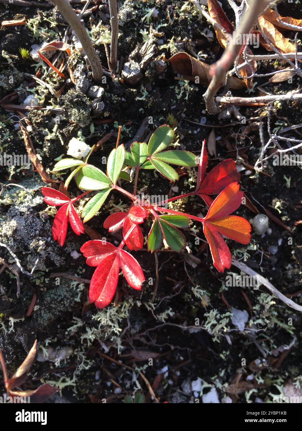 three-toothed cinquefoil (Sibbaldiopsis tridentata) Plantae Stock Photo ...