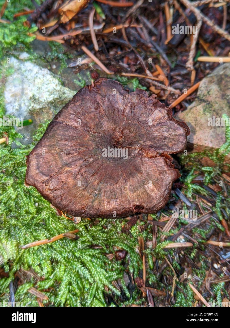 Brown Funnel Polypore (Coltricia perennis) Fungi Stock Photo - Alamy