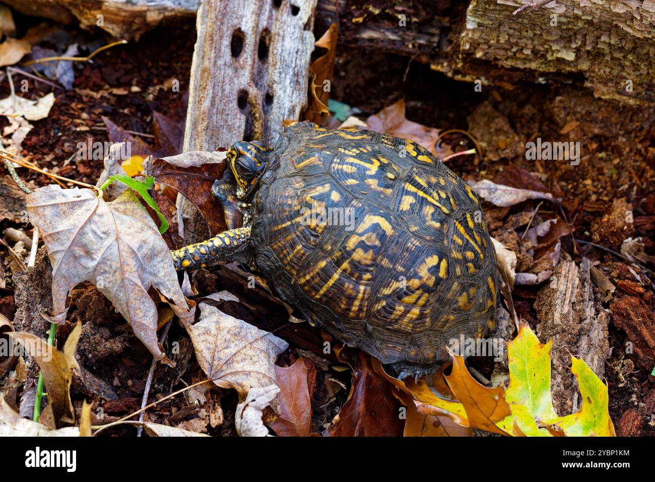 The eastern box turtle (Terrapene carolina carolina). A land turtle ...