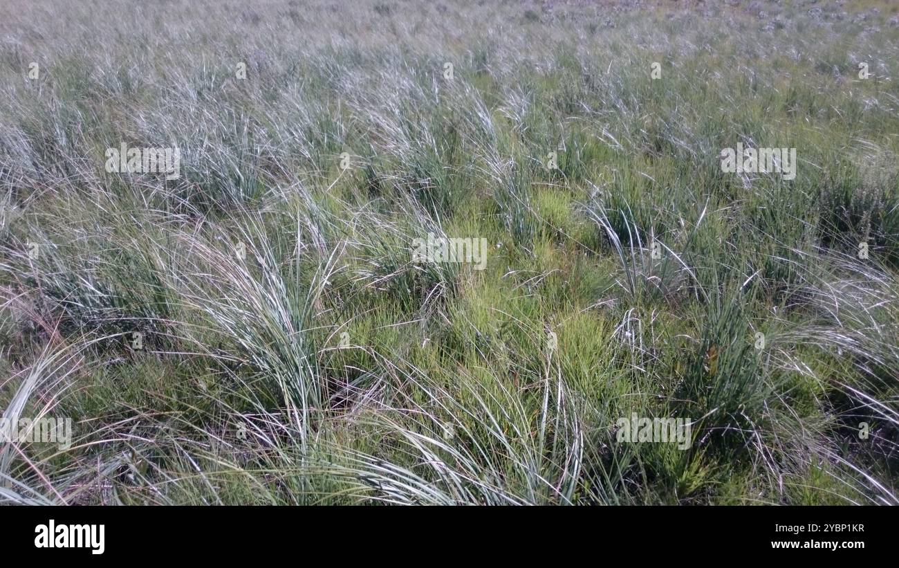 Tussock Fescue (Festuca costata) Plantae Stock Photo - Alamy