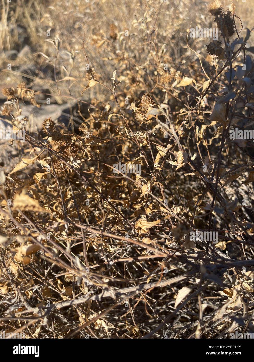 triangle-leaf bursage (Ambrosia deltoidea) Plantae Stock Photo - Alamy