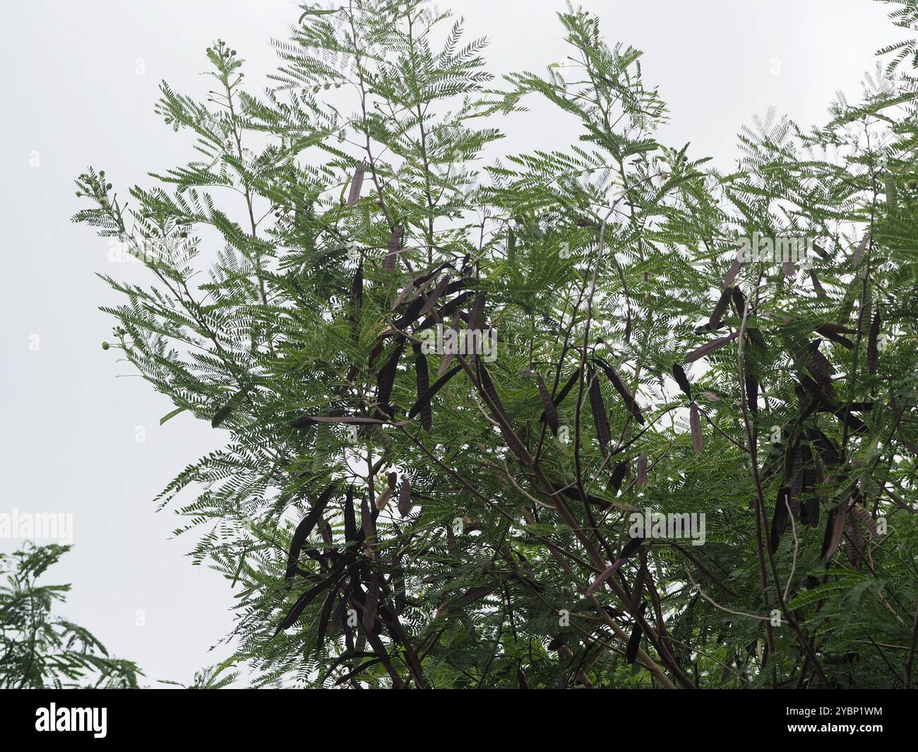White leadtree (Leucaena leucocephala) Plantae Stock Photo - Alamy