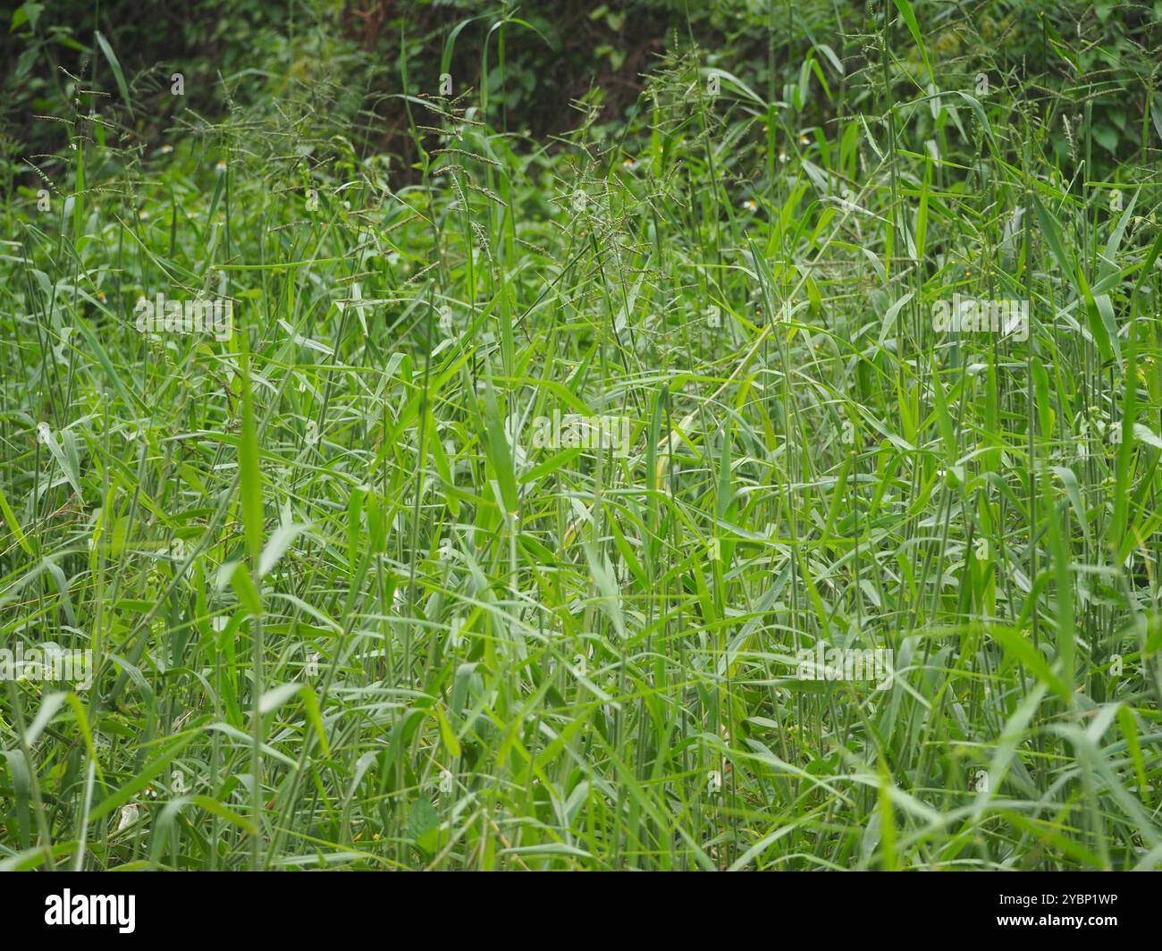 Para Grass (Urochloa mutica) Plantae Stock Photo - Alamy