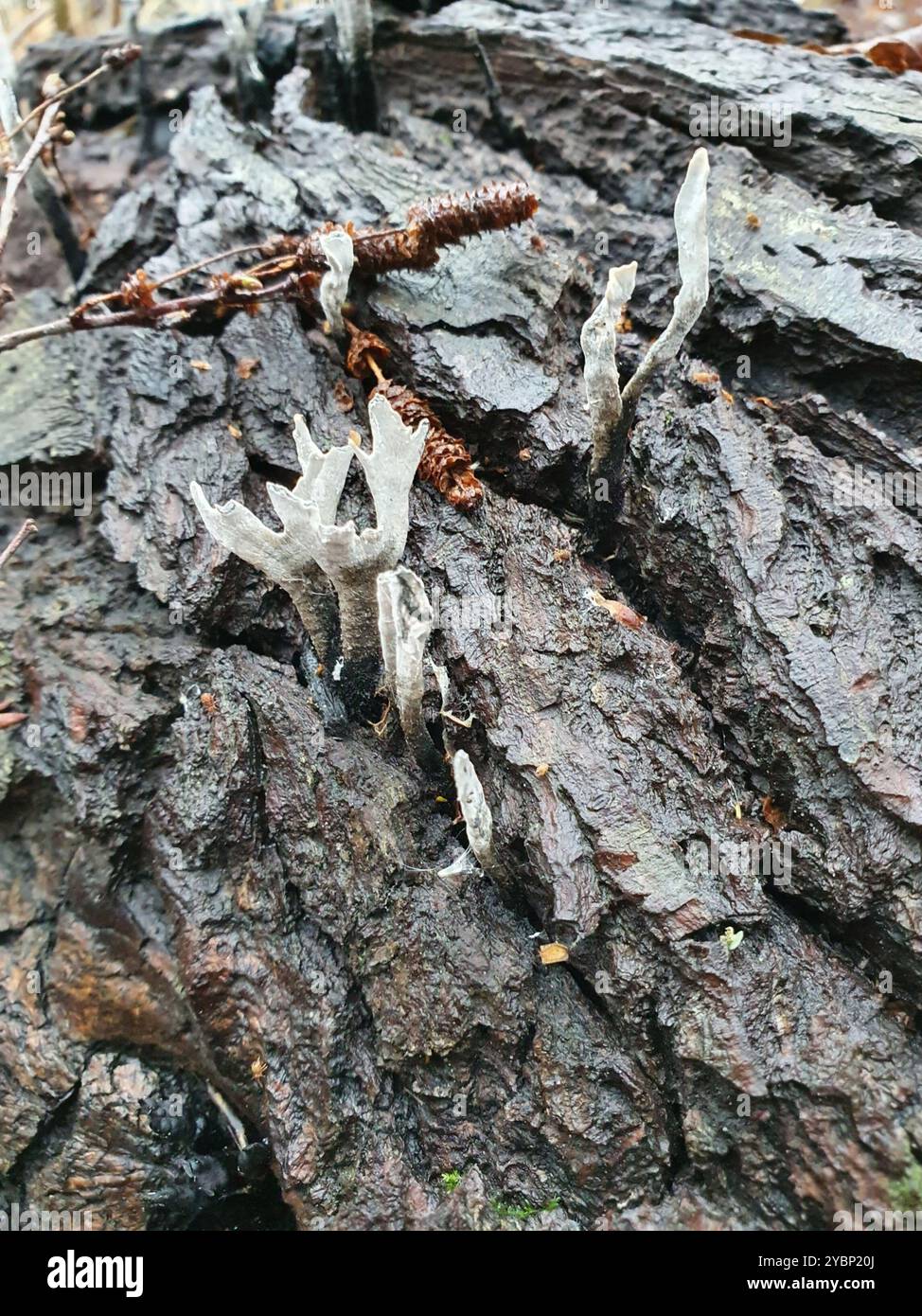 Candlesnuff Fungus (Xylaria hypoxylon) Fungi Stock Photo - Alamy