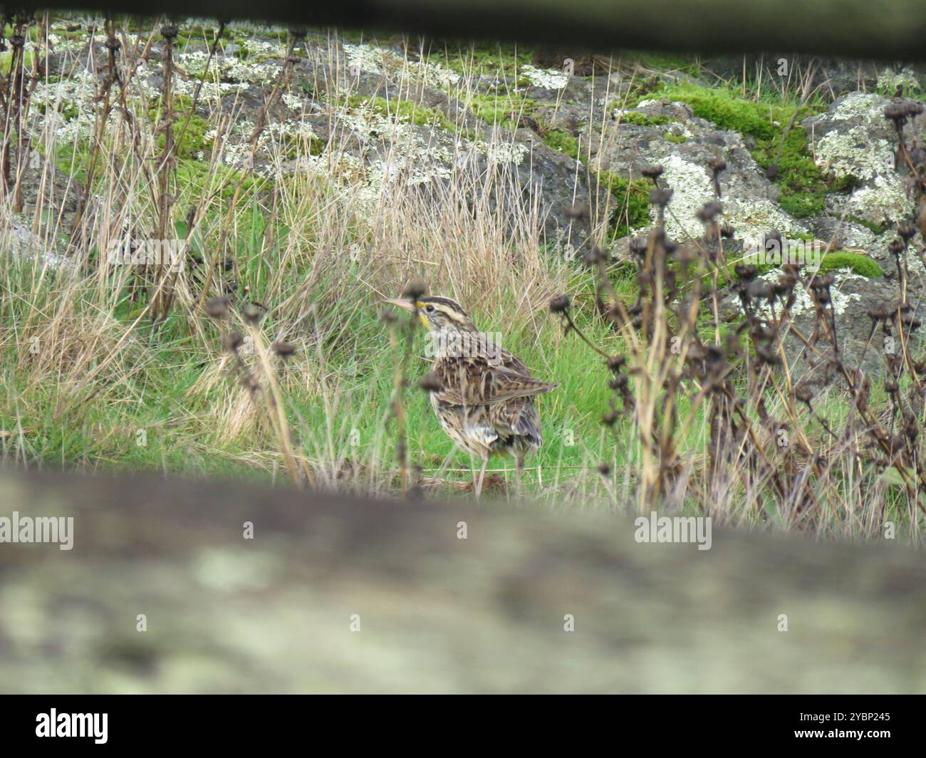 Western Meadowlark (Sturnella neglecta) Aves Stock Photo - Alamy