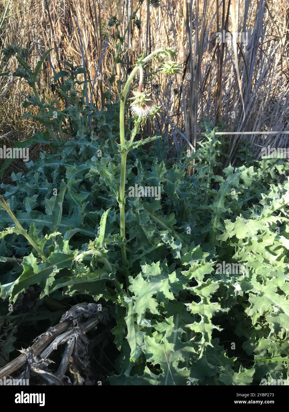 Mount Hamilton fountain thistle (Cirsium fontinale campylon) Plantae ...