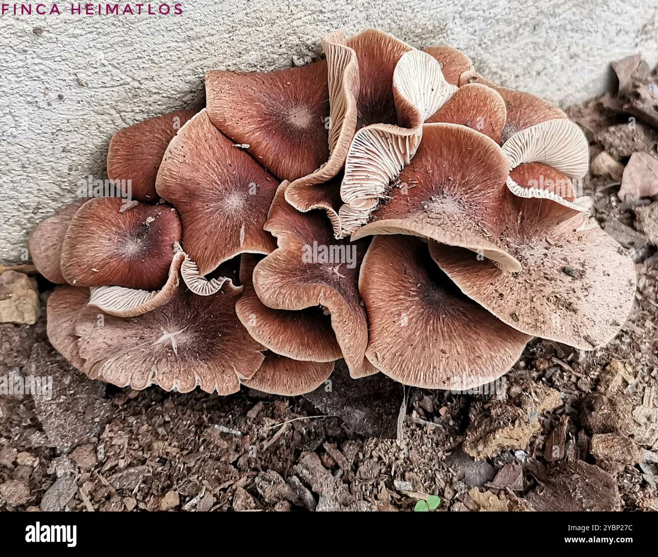 (Collybiopsis gibbosa) Fungi Stock Photo - Alamy