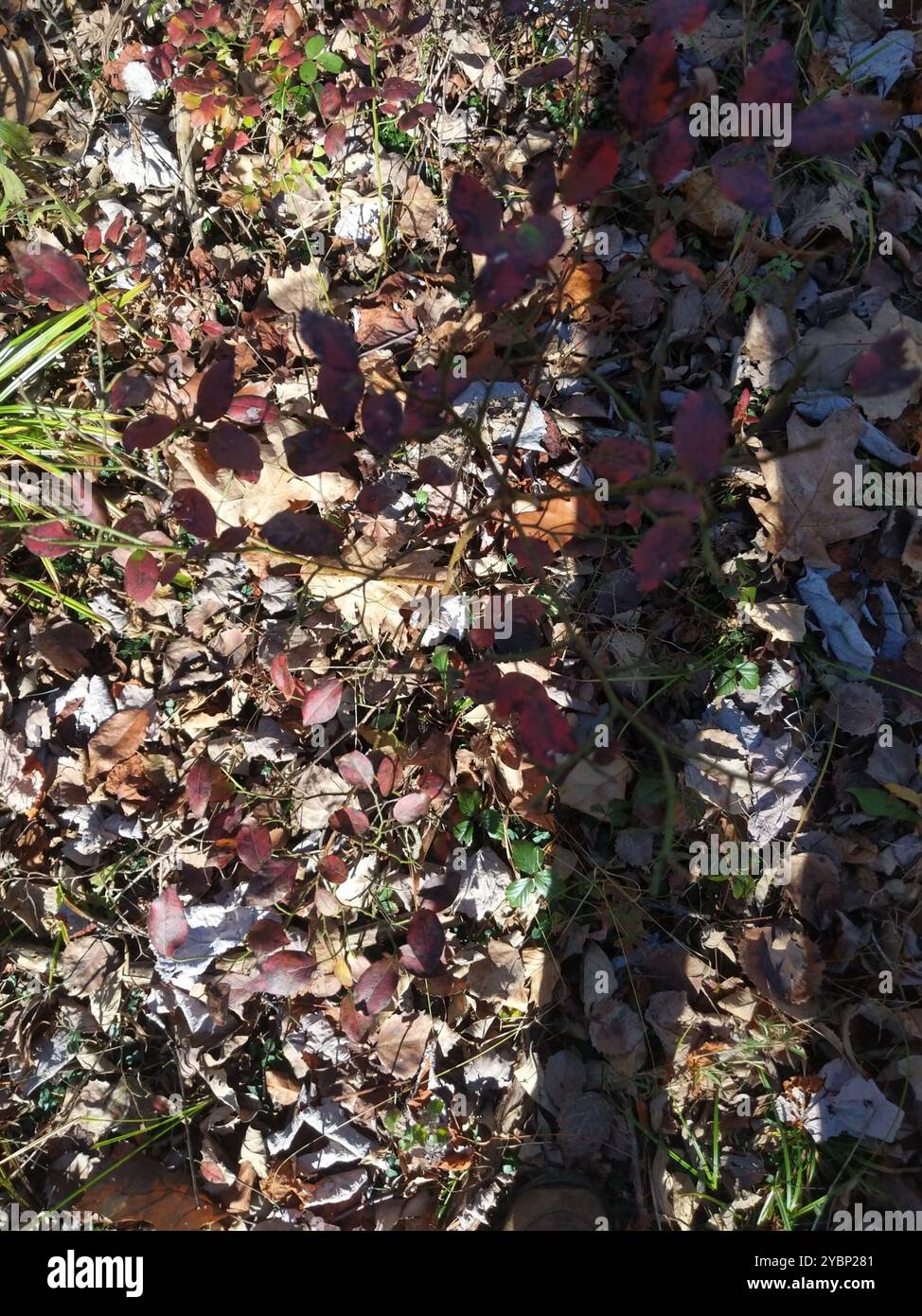 Early Lowbush Blueberry (Vaccinium pallidum) Plantae Stock Photo - Alamy