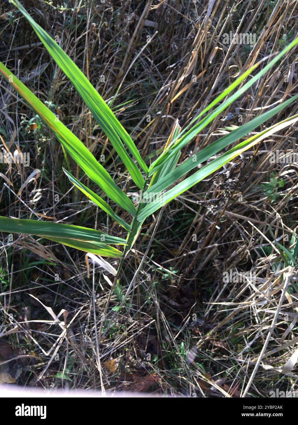 common reed (Phragmites australis) Plantae Stock Photo - Alamy