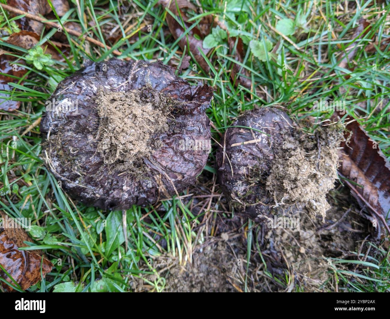 Purple-spored Puffball (Calvatia cyathiformis) Fungi Stock Photo - Alamy
