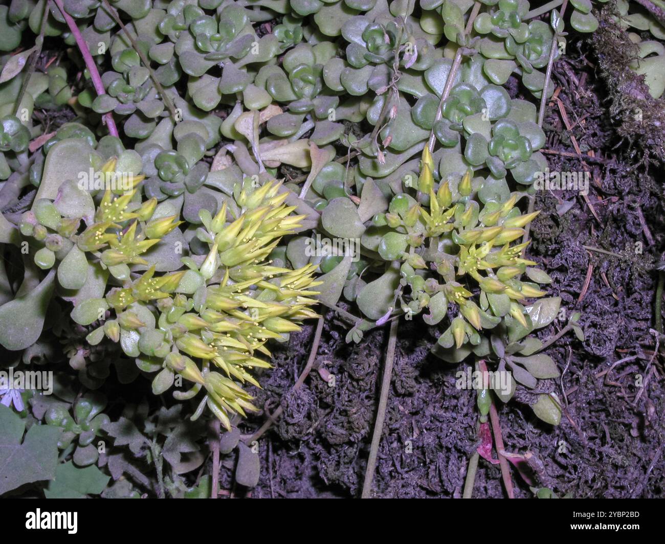 Oregon Stonecrop (Sedum oreganum) Plantae Stock Photo - Alamy