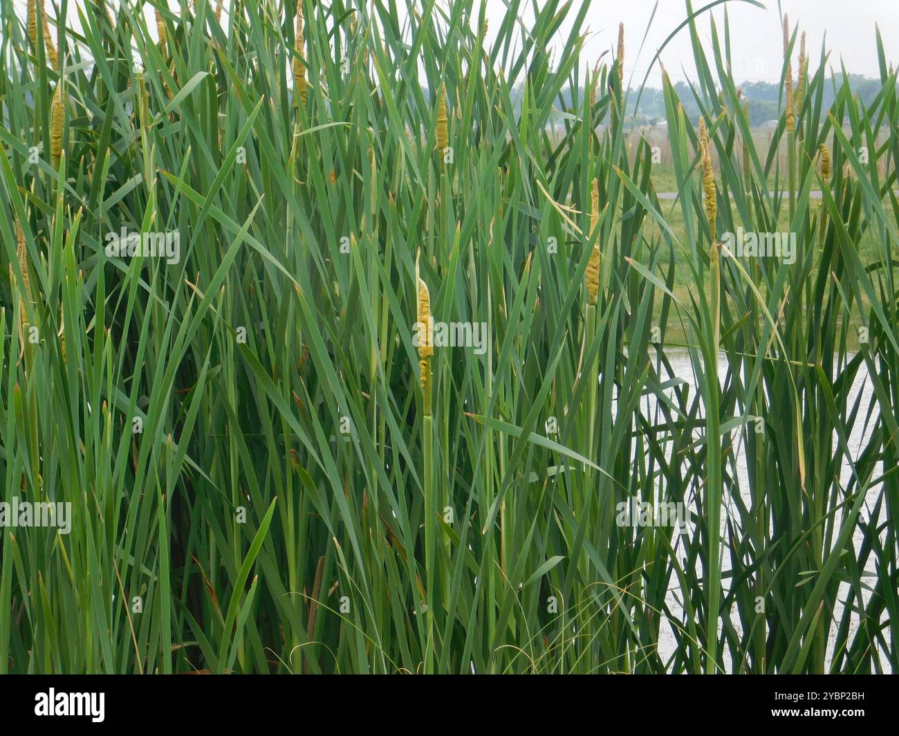 Cattails (Typha) Plantae Stock Photo - Alamy