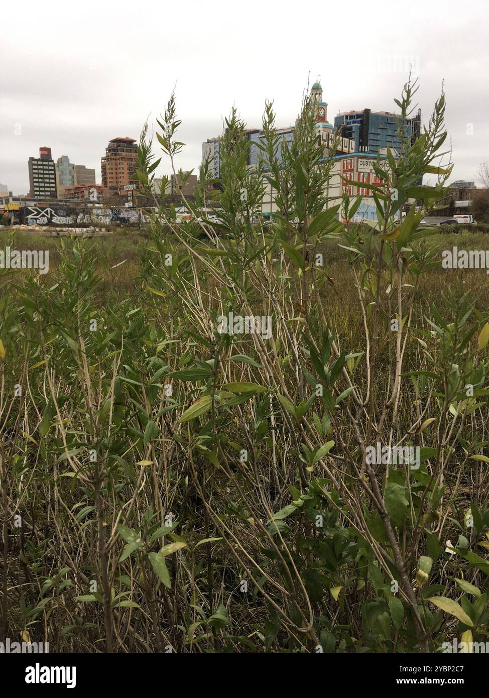 marsh elder (Iva frutescens) Plantae Stock Photo - Alamy