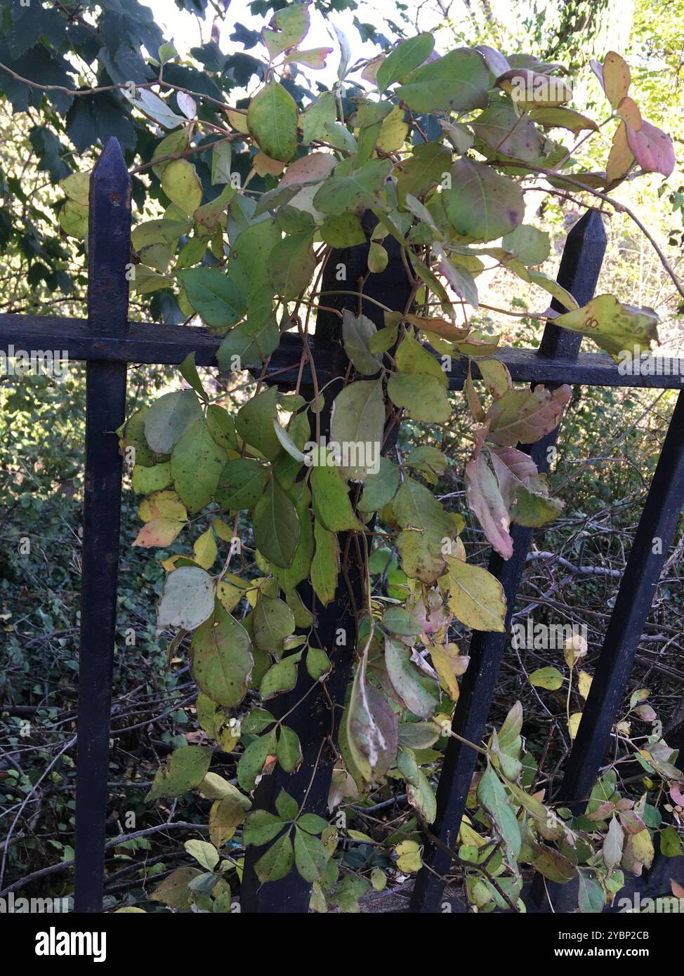 Virginia creeper (Parthenocissus quinquefolia) Plantae Stock Photo - Alamy