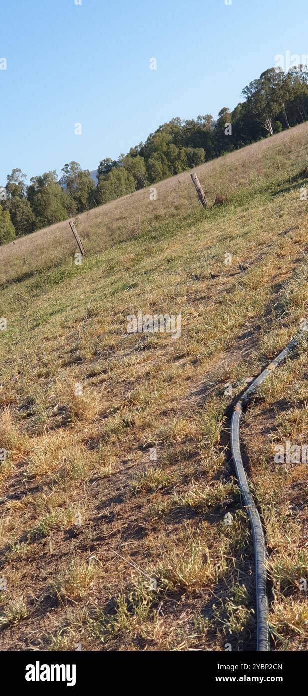 Squatter Pigeon (Geophaps scripta) Aves Stock Photo - Alamy