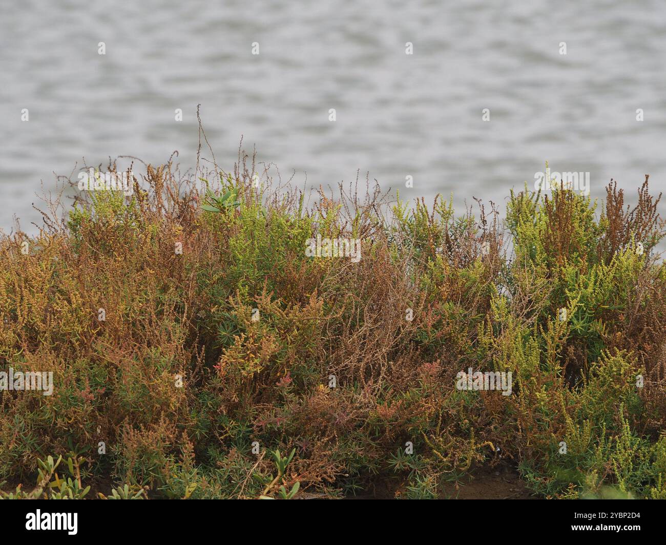 Herbaceous Seepweed (Suaeda maritima) Plantae Stock Photo - Alamy