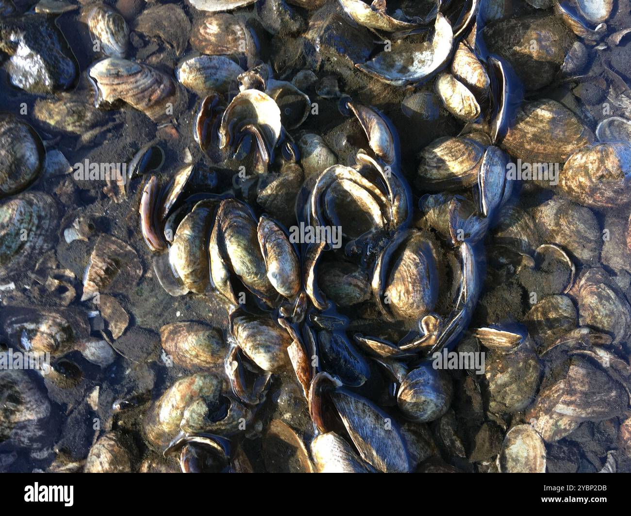 Soft-shelled Clam (Mya arenaria) Mollusca Stock Photo - Alamy