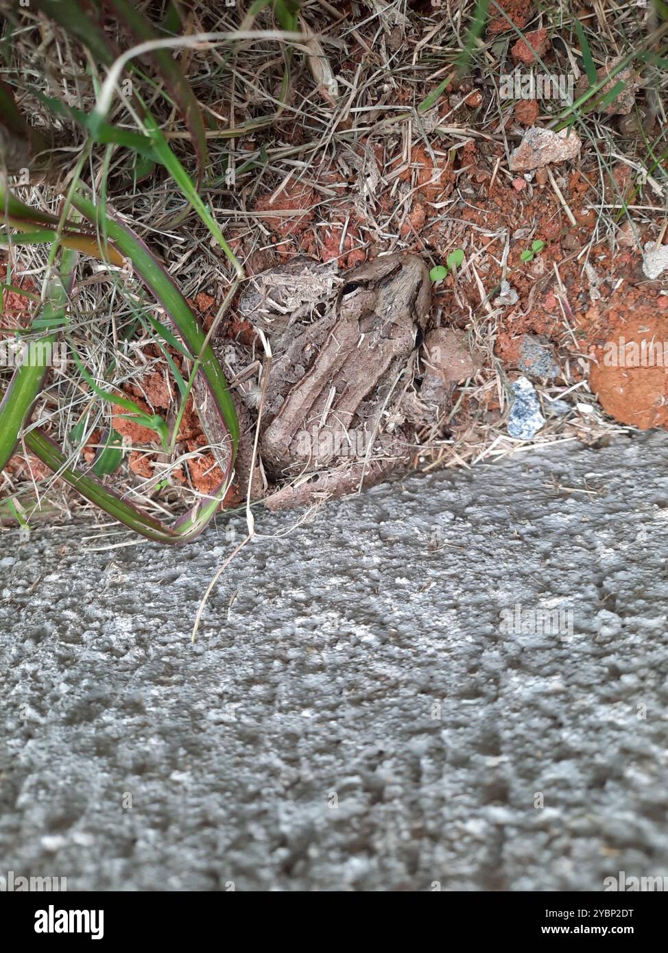 Neotropical Grass Frogs (Leptodactylus) Amphibia Stock Photo - Alamy