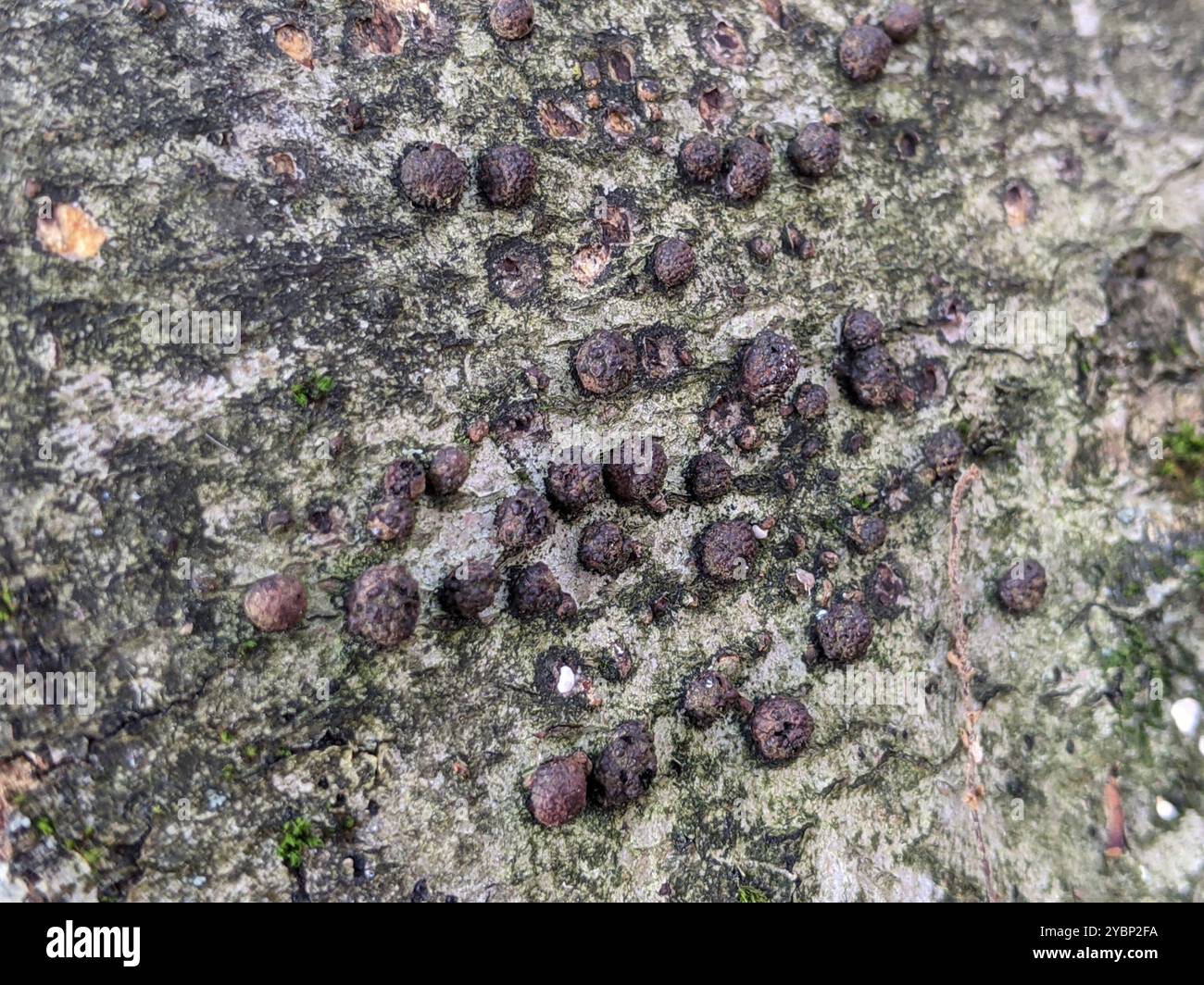 Beech Woodwart (Hypoxylon fragiforme) Fungi Stock Photo - Alamy