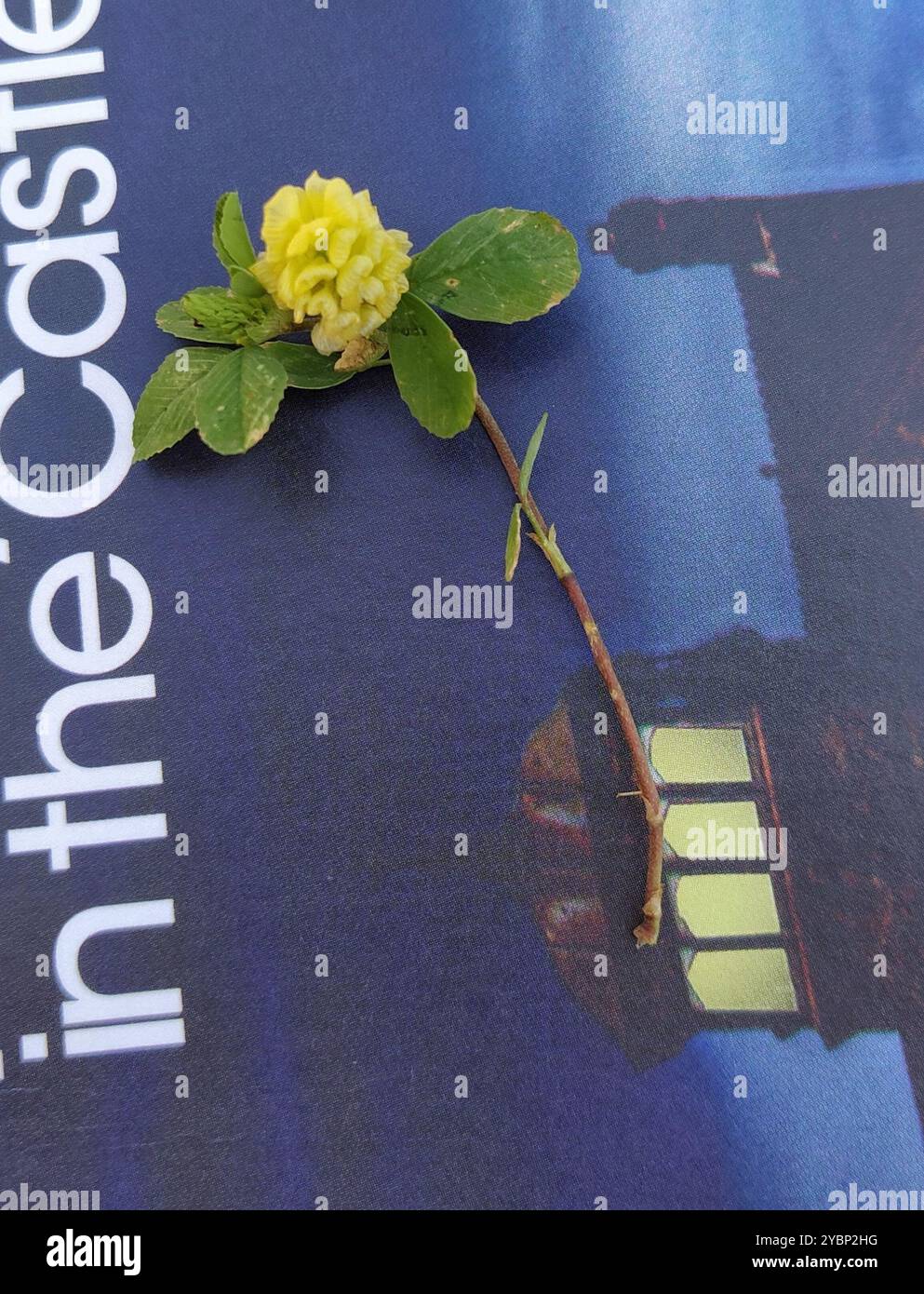 hop trefoil (Trifolium campestre) Plantae Stock Photo - Alamy