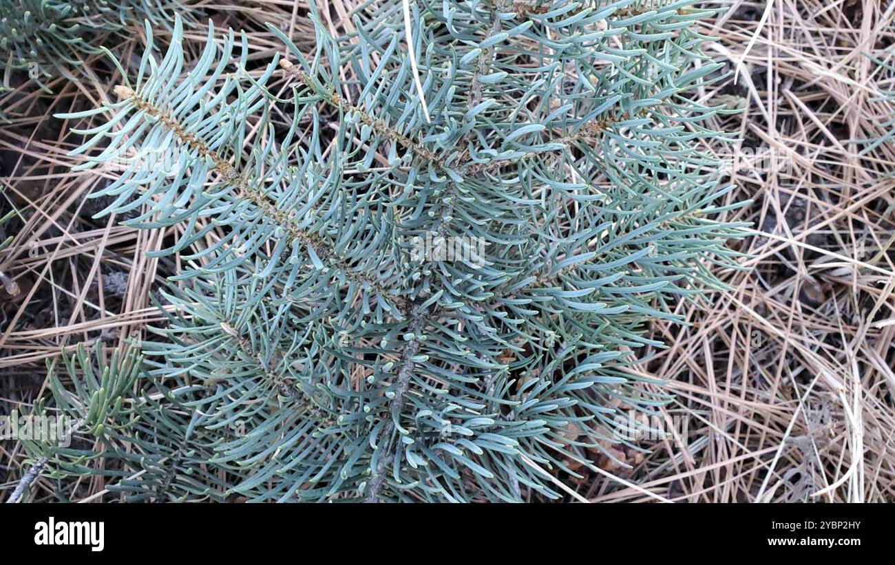 white fir (Abies concolor) Plantae Stock Photo - Alamy