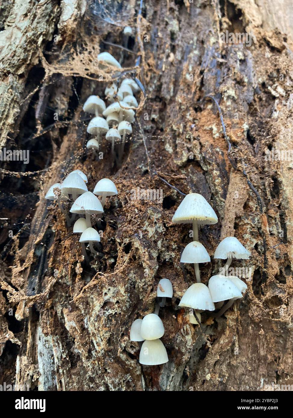 common bonnet (Mycena galericulata) Fungi Stock Photo - Alamy