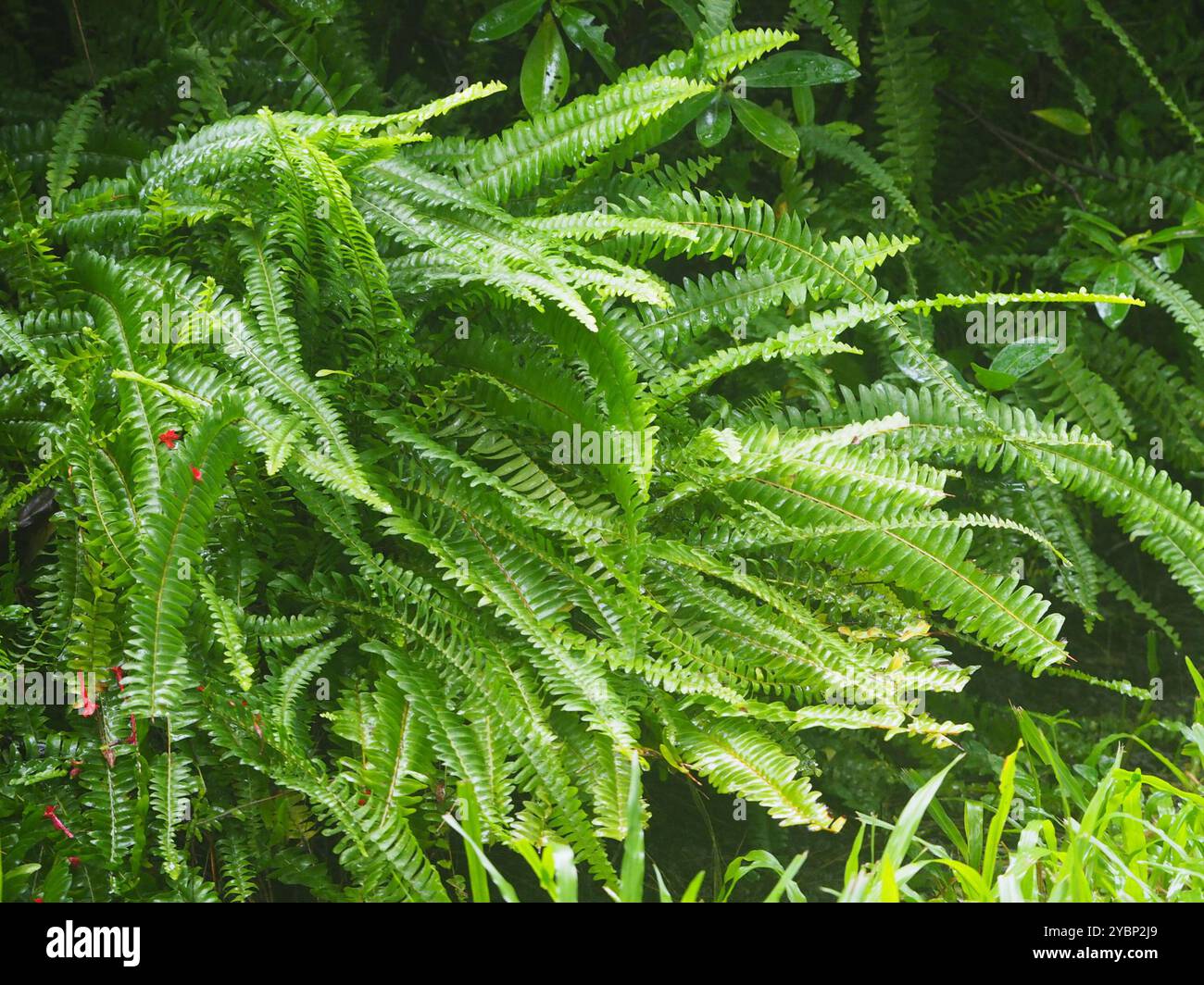 Fishbone Fern (Nephrolepis cordifolia) Plantae Stock Photo - Alamy