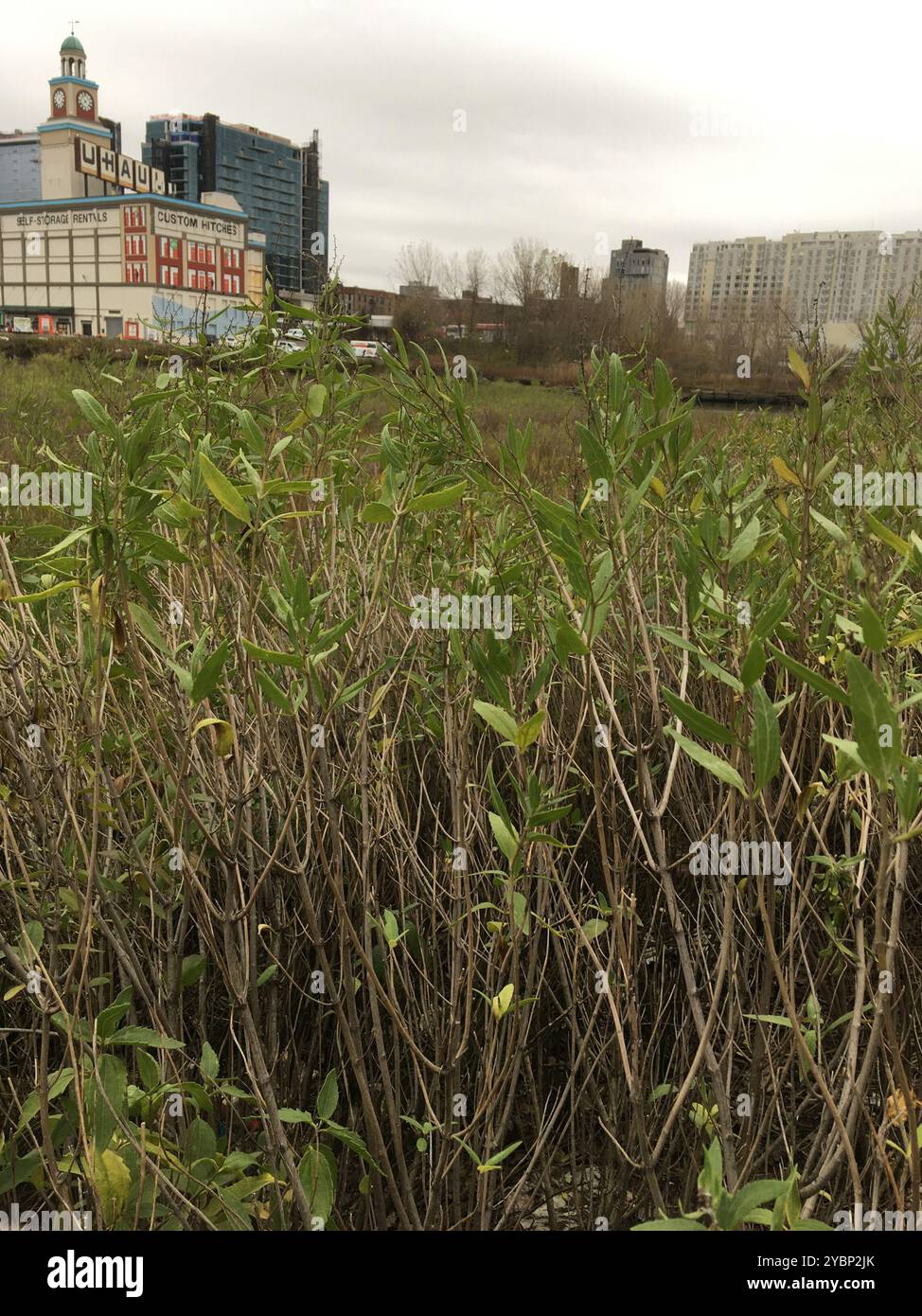 marsh elder (Iva frutescens) Plantae Stock Photo - Alamy