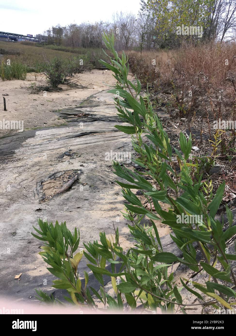 marsh elder (Iva frutescens) Plantae Stock Photo - Alamy