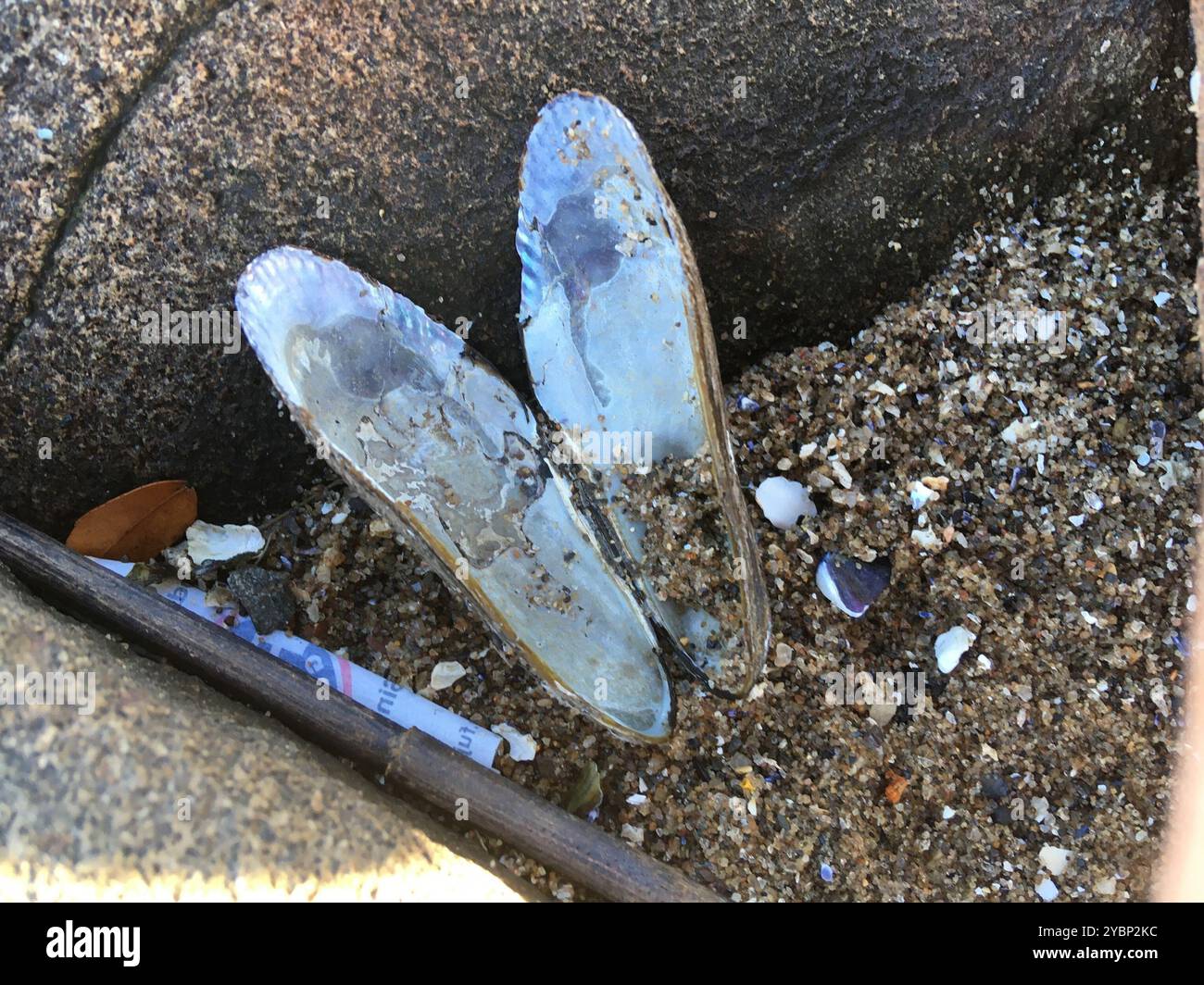 Atlantic Ribbed Mussel (Geukensia demissa) Mollusca Stock Photo - Alamy