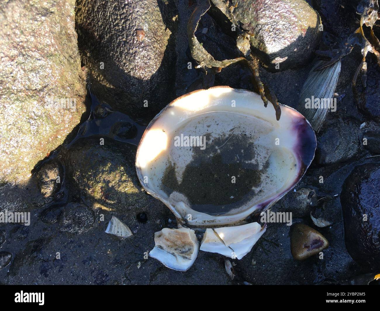 Northern Quahog (Mercenaria mercenaria) Mollusca Stock Photo - Alamy