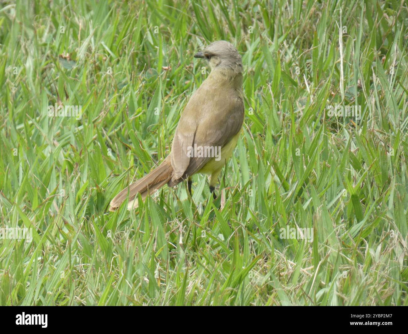Cattle Tyrant (Machetornis rixosa) Aves Stock Photo - Alamy