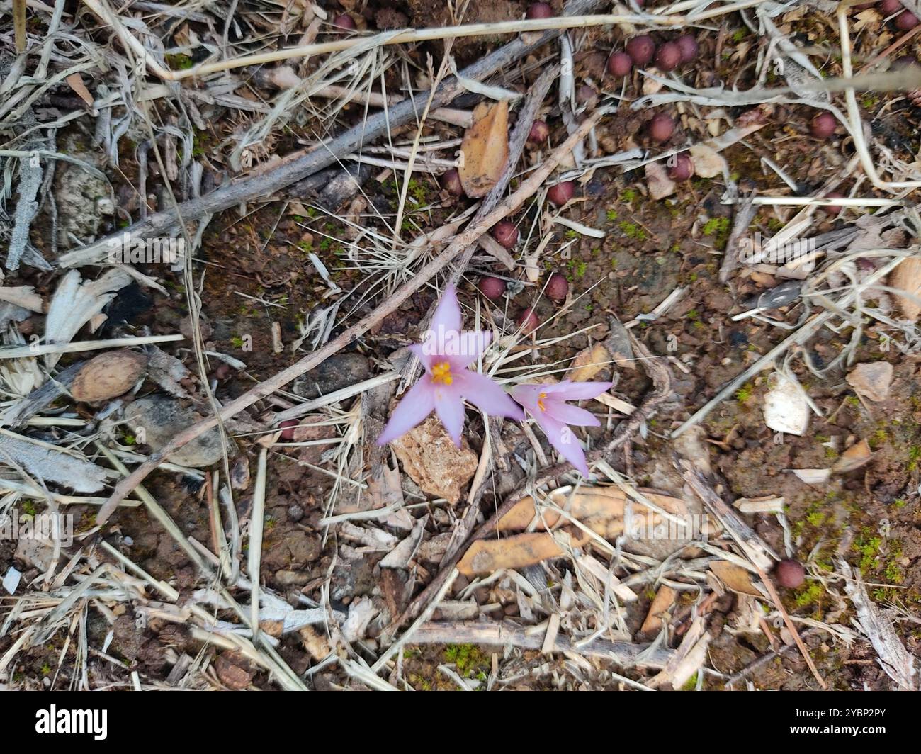 Steven's Meadow Saffron (Colchicum stevenii) Plantae Stock Photo - Alamy